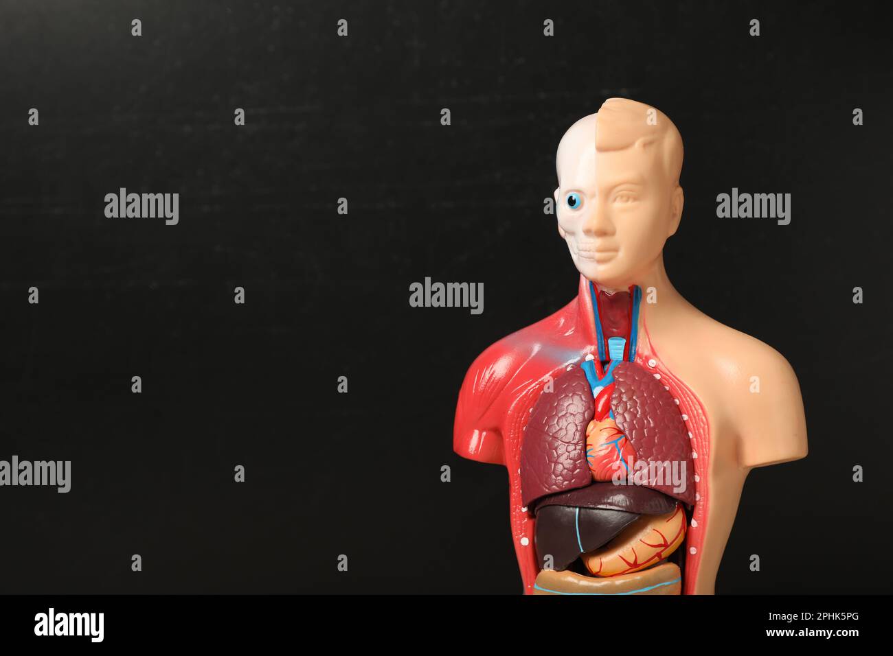 Human anatomy mannequin showing internal organs near chalkboard. Space ...