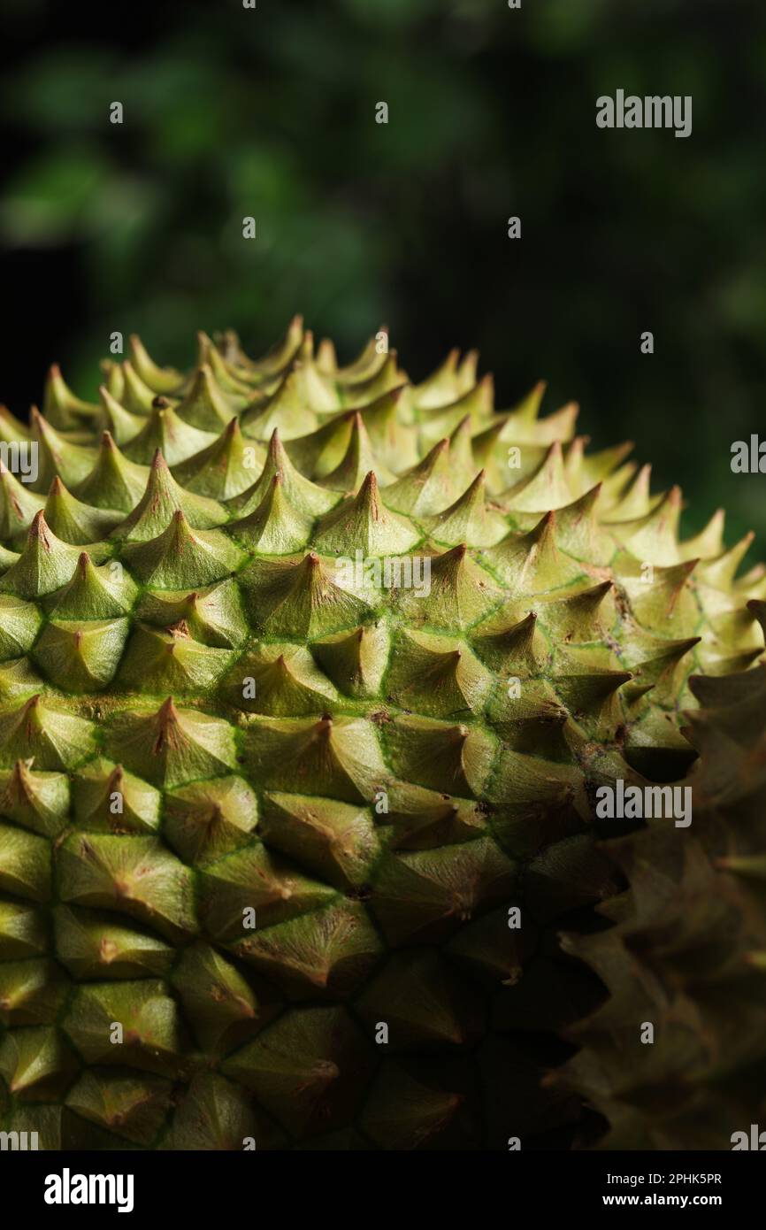 Closeup view of ripe durian on blurred background Stock Photo - Alamy