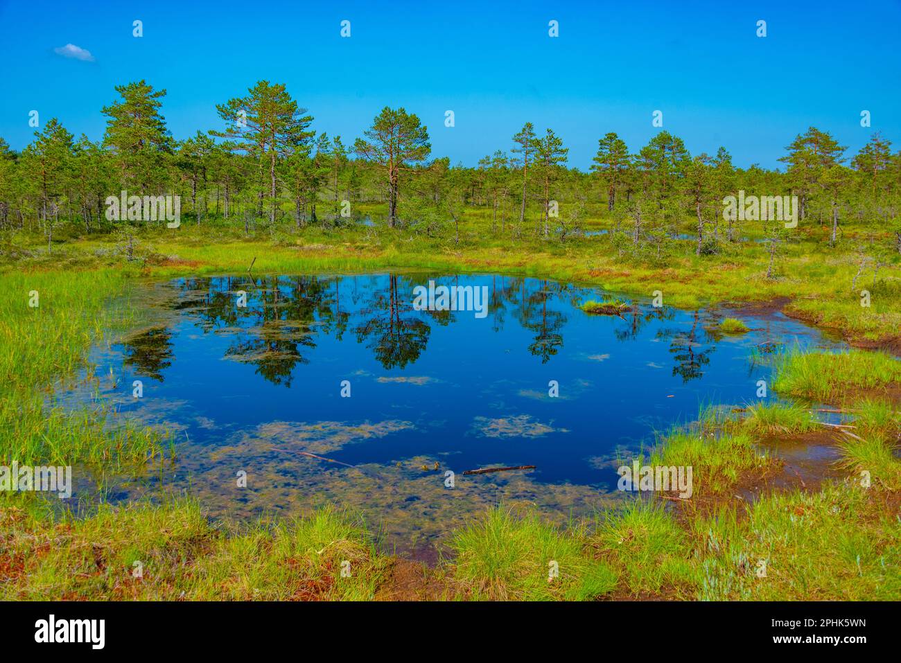 Landscape of Viru bog national park in Estonia Stock Photo - Alamy