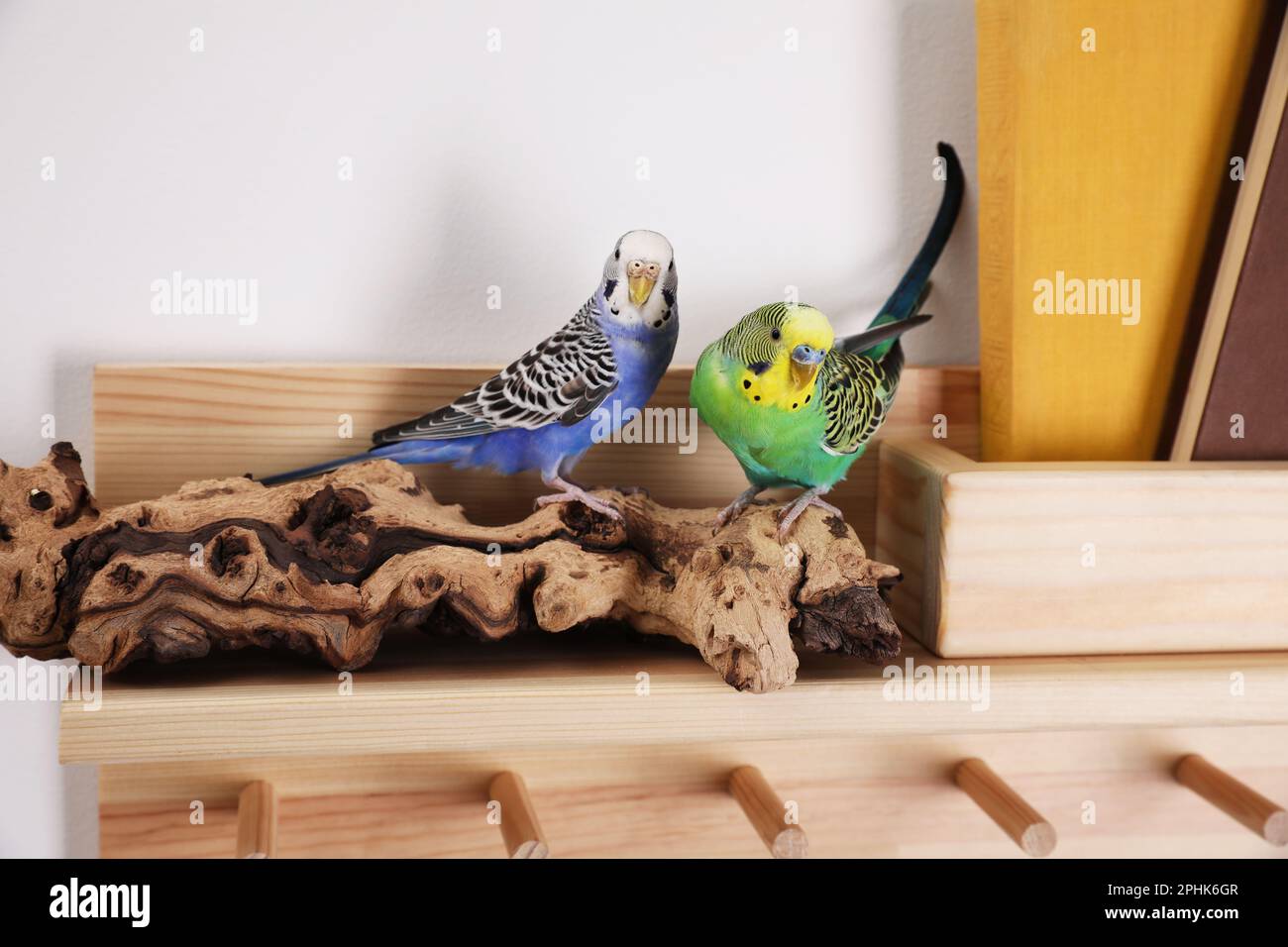 Beautiful bright parrots on shelf indoors. Cute pets Stock Photo - Alamy