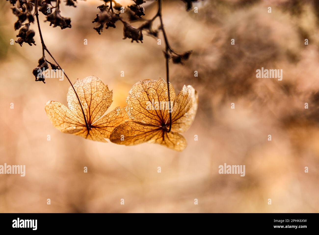 macro closeup of dried dry skeleton leaves petals of hydrangea flowers ...
