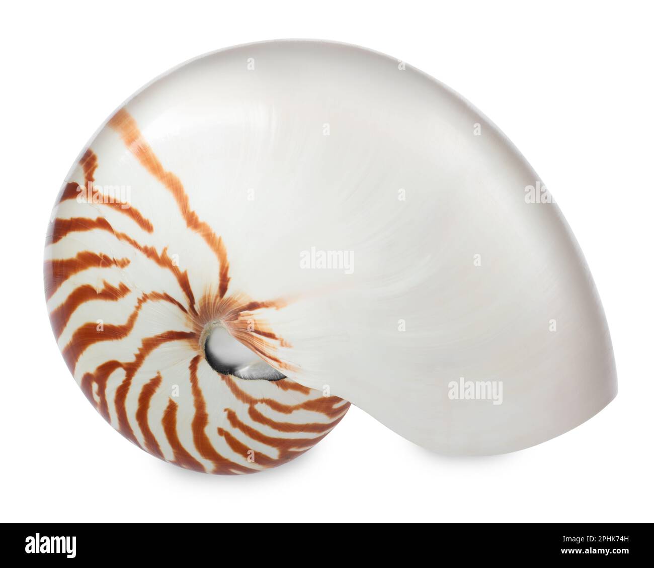 One beautiful nautilus shell isolated on white Stock Photo - Alamy