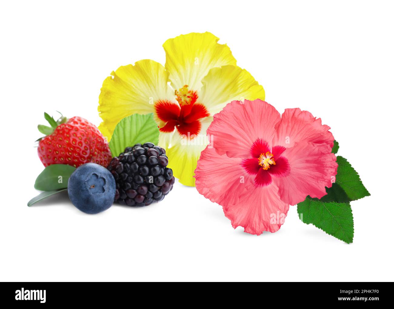 Beautiful hibiscus flowers hi-res stock photography and images - Alamy