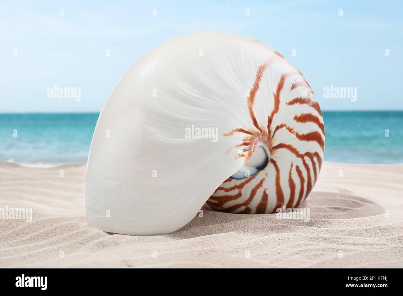 Nautilus shell on sandy beach near ocean, closeup view Stock Photo - Alamy