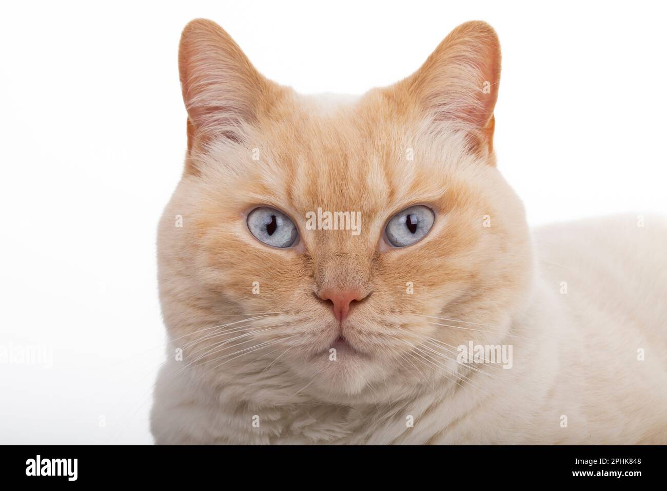 Jealous Cat Face