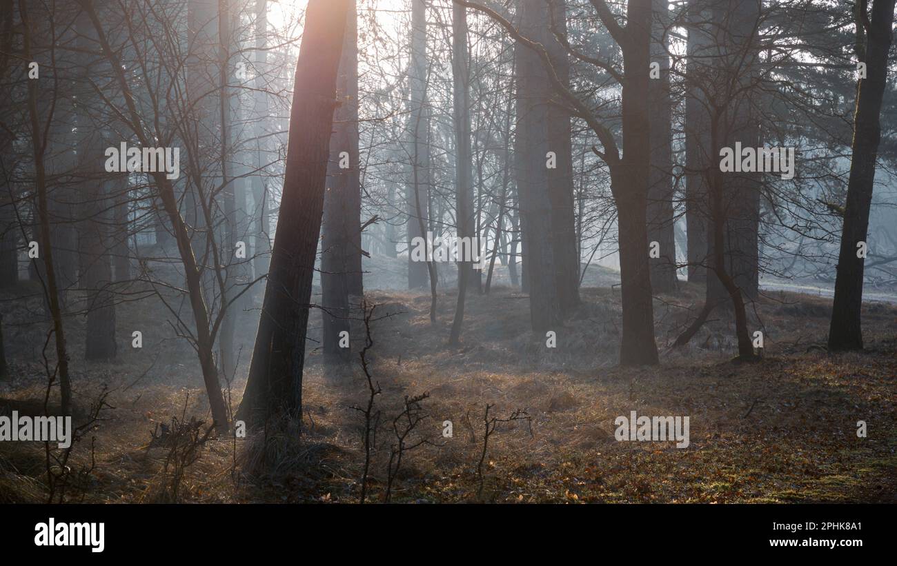 A Backlit Tree Stands Tall in the Mysterious Misty Forest Stock Photo - Alamy