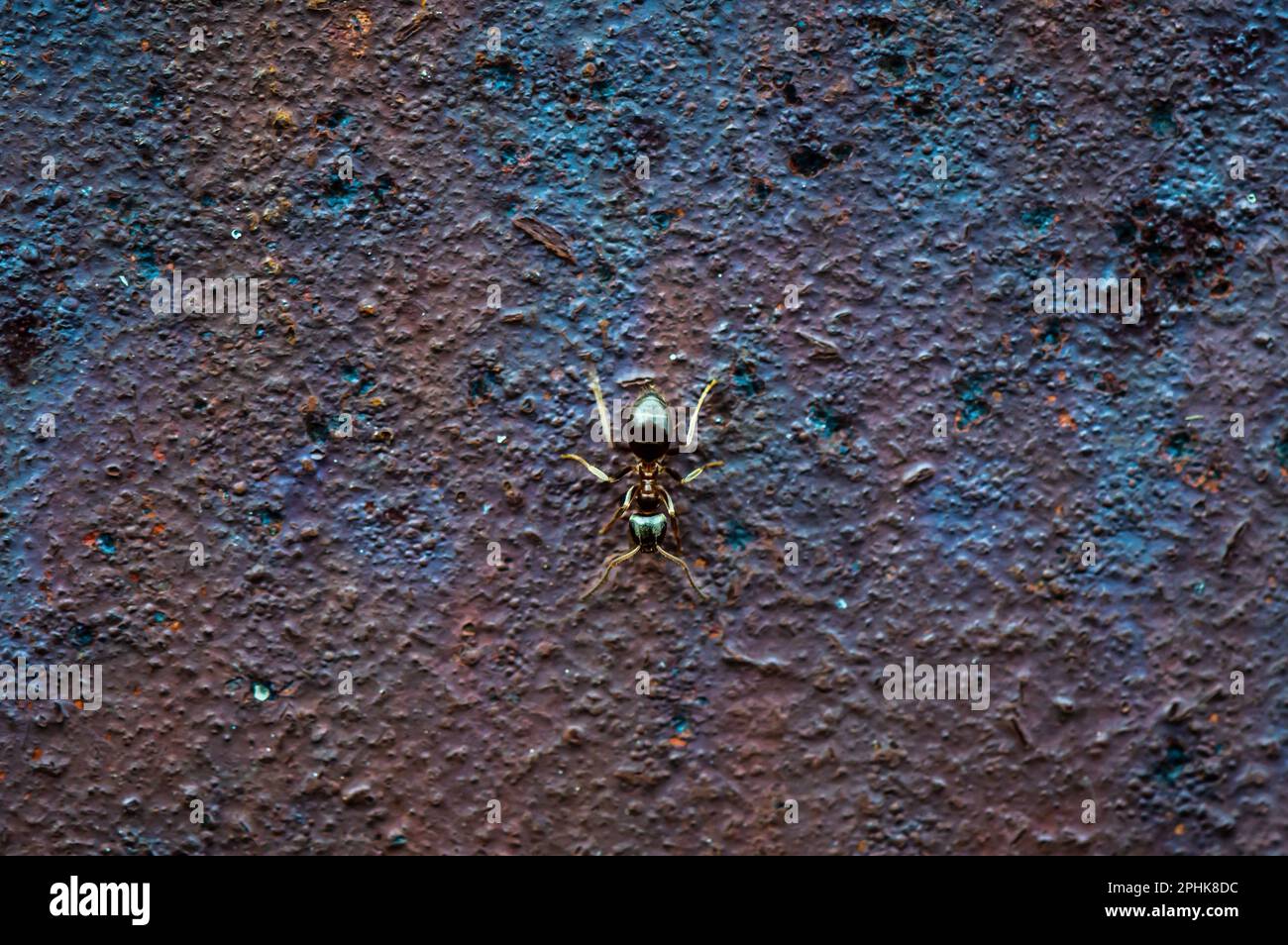 Overhead close-up image of an ant on a rusty background Stock Photo - Alamy