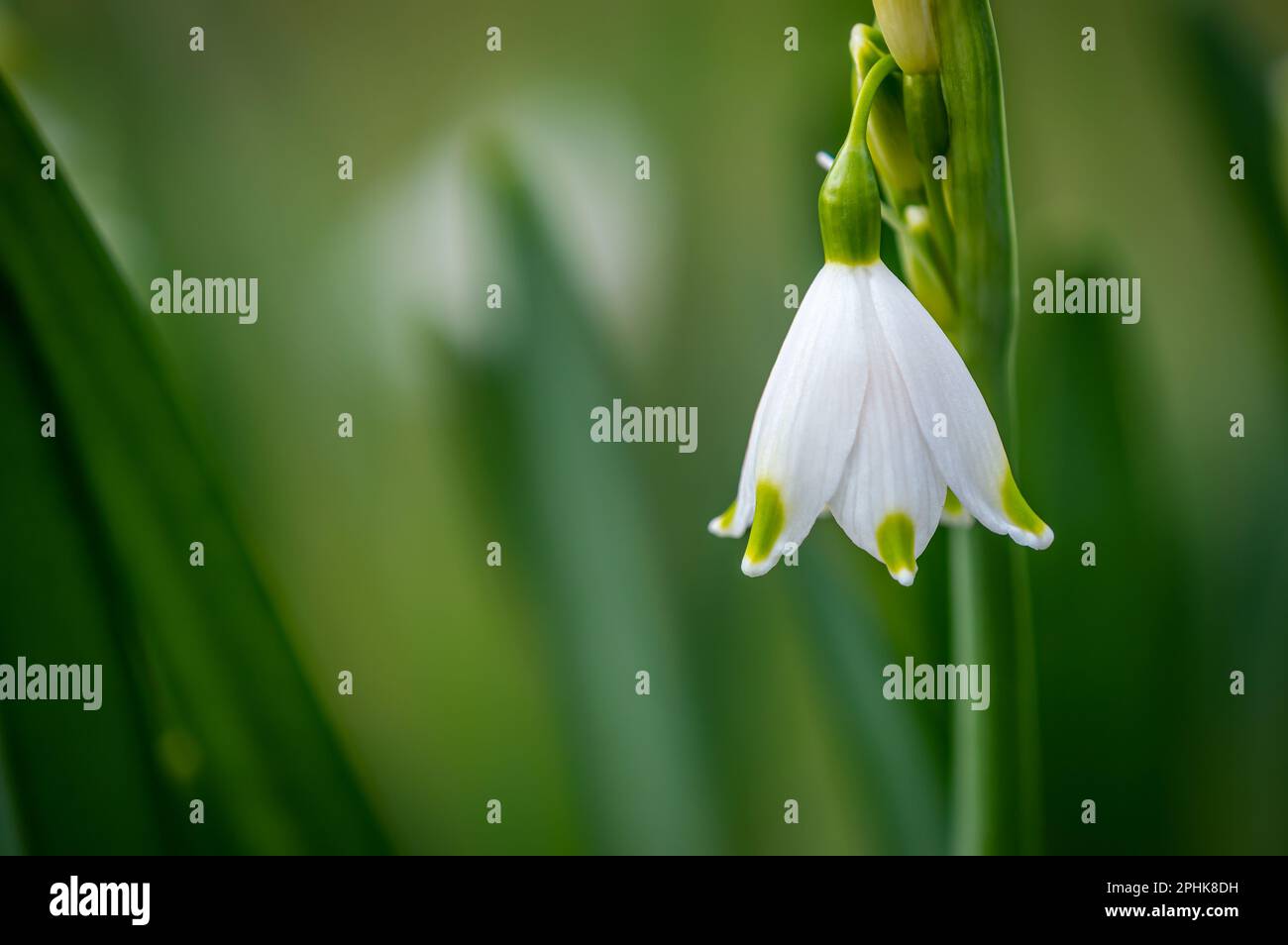 White flowers of summer snowflake hi-res stock photography and images ...
