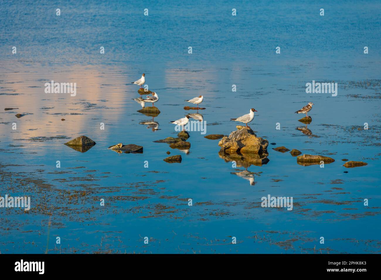 Estonia haapsalu beach hi-res stock photography and images - Alamy