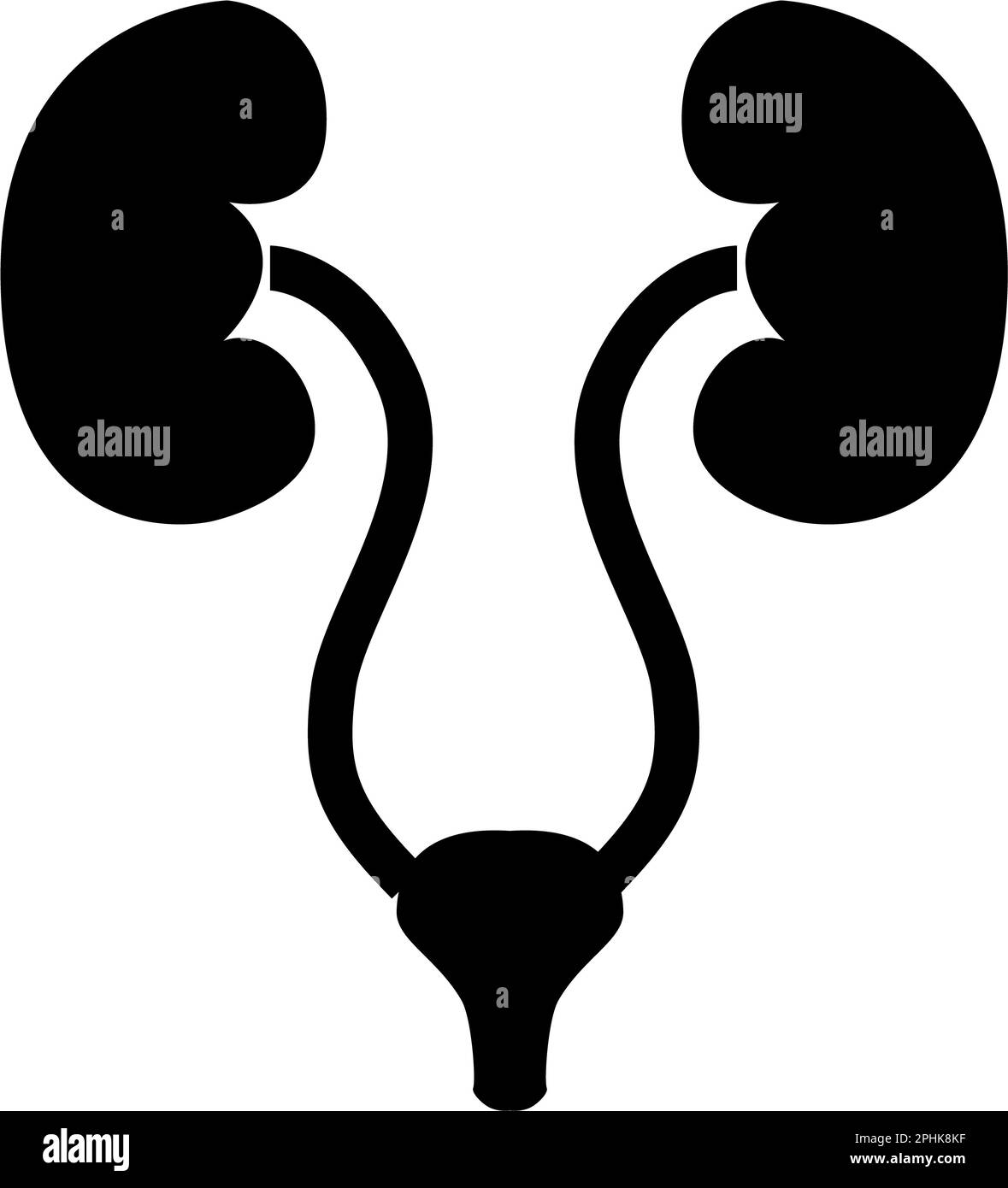 Human kidneys and bladder icon on white background. Urology logo ...