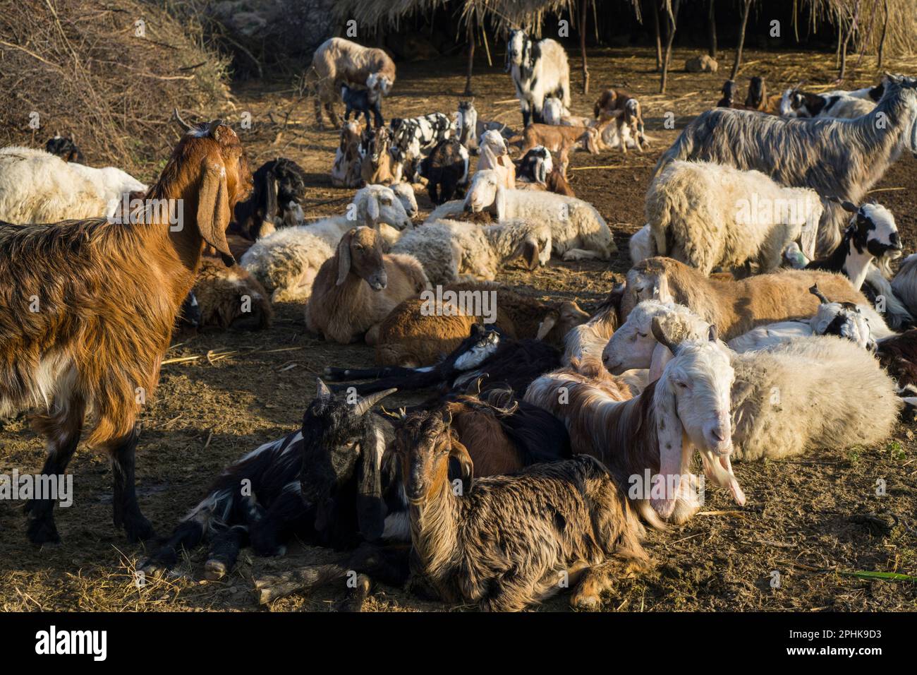 Livestock farm in Pakistan Stock Photo - Alamy