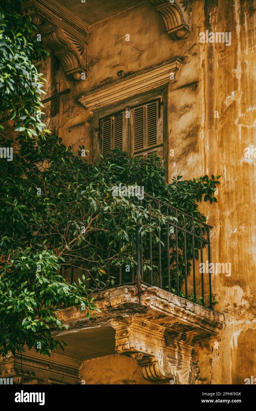 Tree over growing over old balcony Stock Photo - Alamy