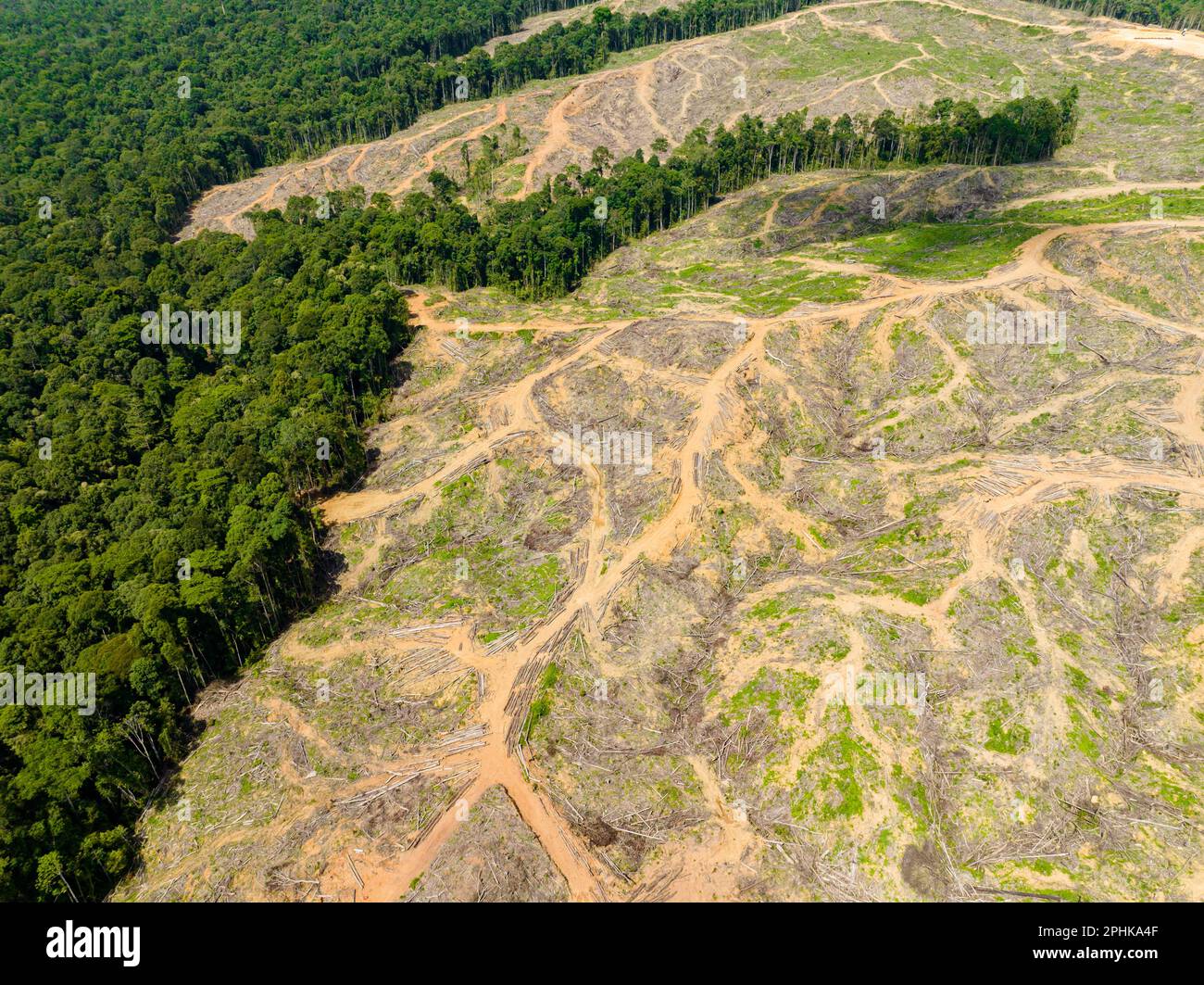 Aerial drone of rainforest and jungle area cleared to make way for oil ...