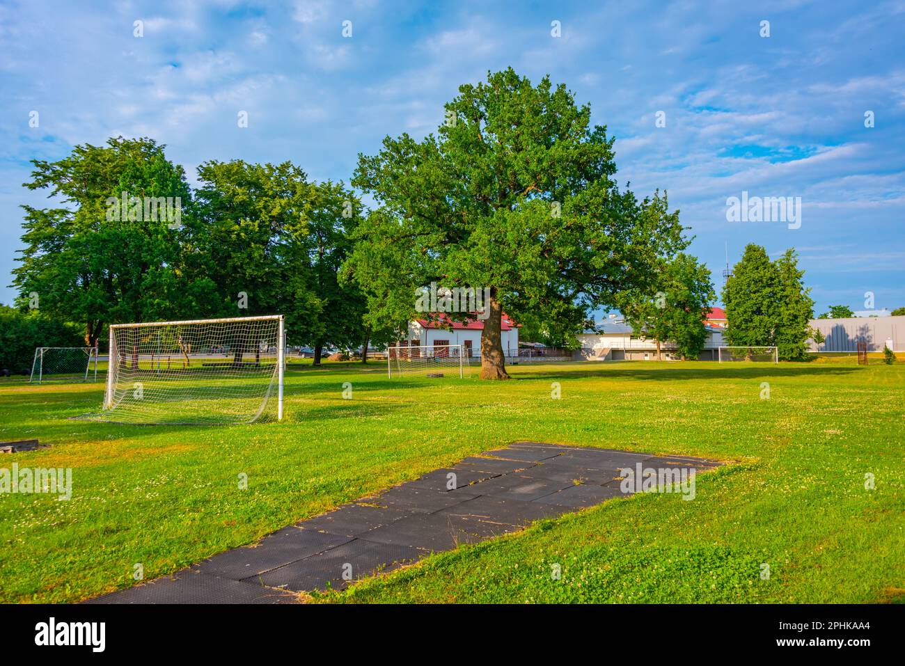Tree growing up in the center of football stadium at Orissaare in ...