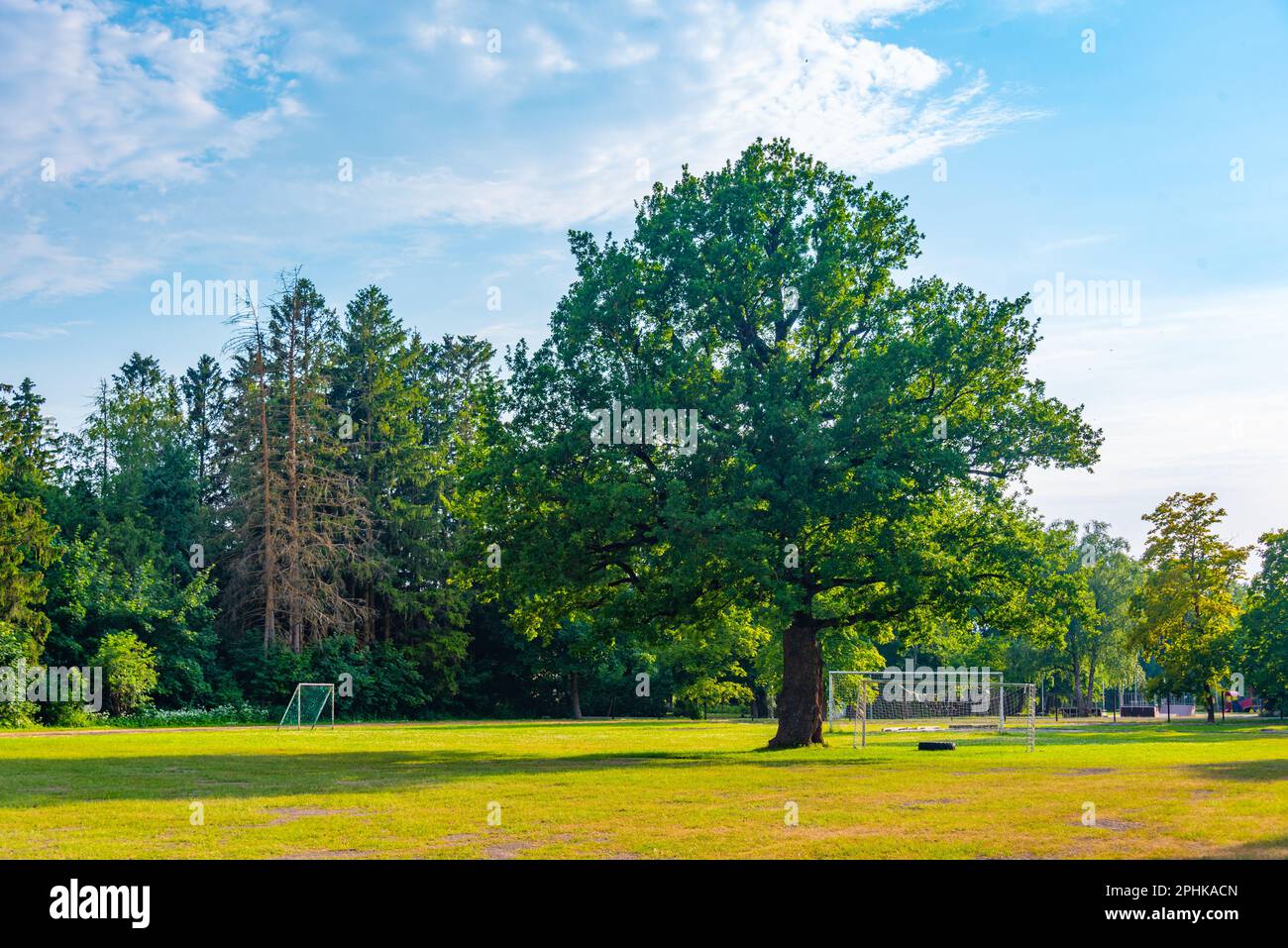 Tree growing up in the center of football stadium at Orissaare in ...