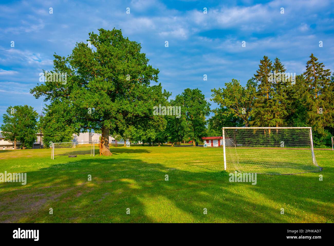 Tree growing up in the center of football stadium at Orissaare in ...