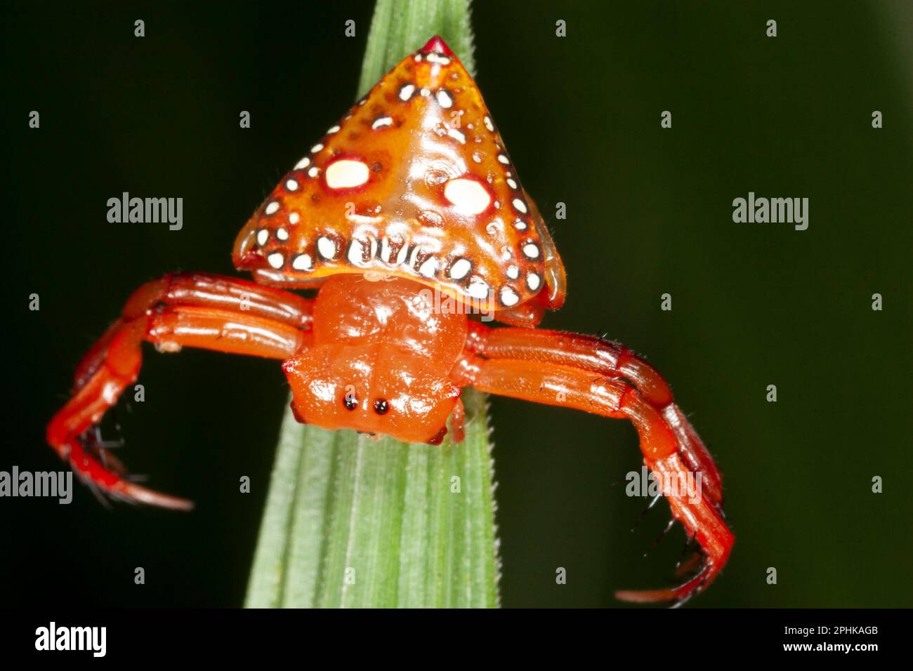Nsw triangular hi-res stock photography and images - Alamy