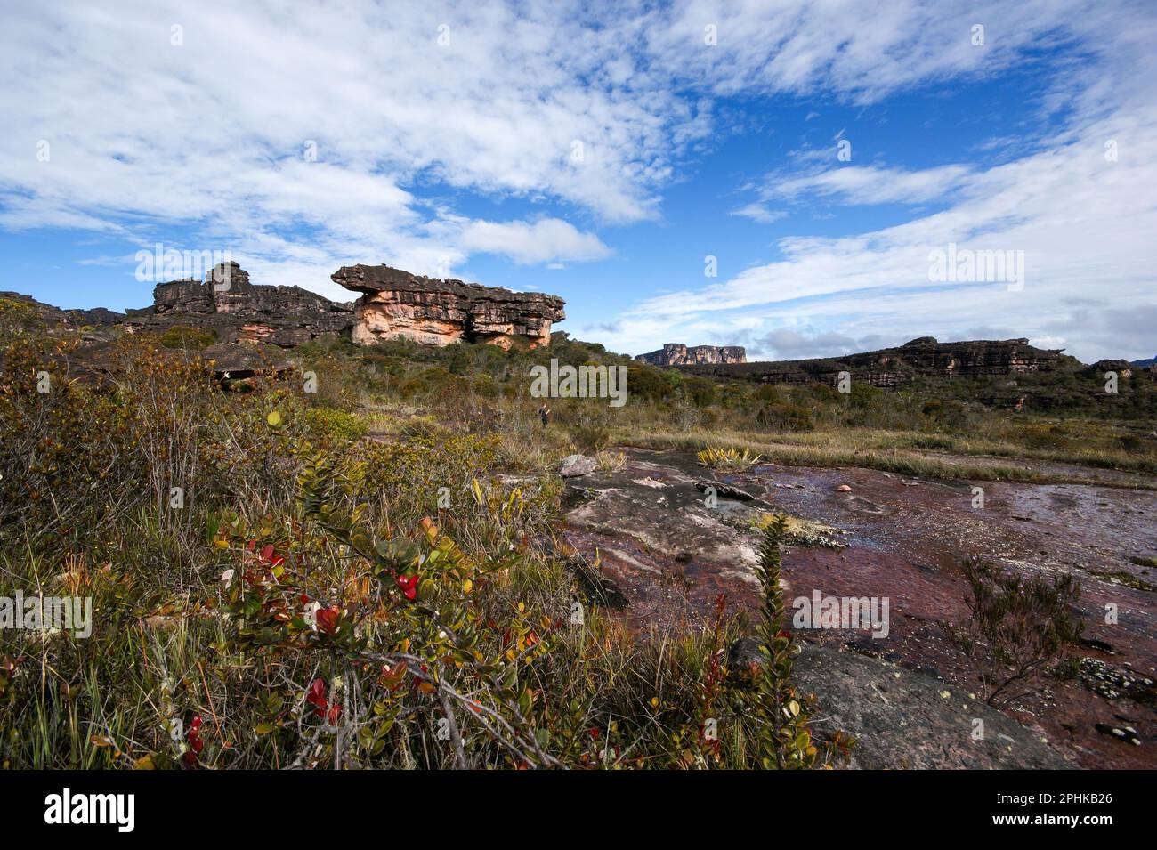 Plateau of the table mountain Auyan tepui with sandstone rock cliffs ...