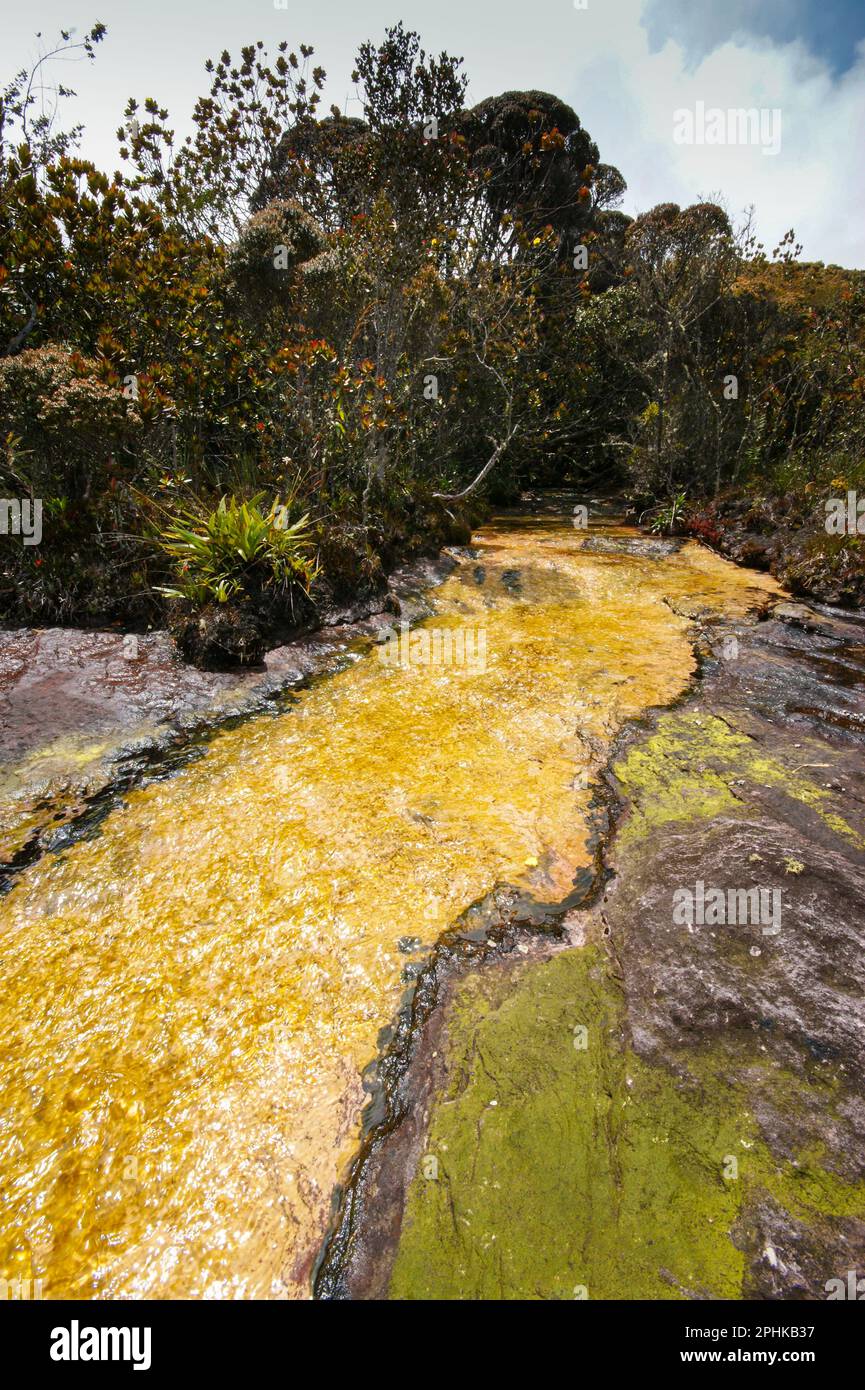 Landscape with shallow river on the plateau of Auyan Tepui, Venezuela ...