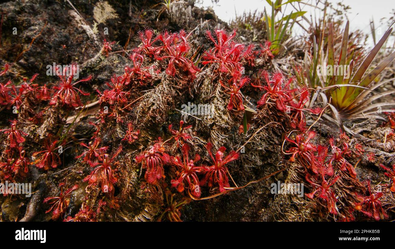 Plants of the carnivorous sundew (Drosera roraimae) on Auyan Tepui ...