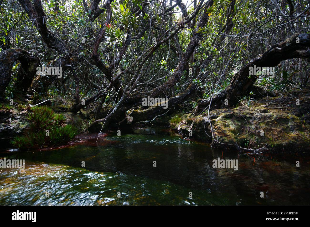 Creek flowing through a dark forest on the plateau of Auyan Tepui ...