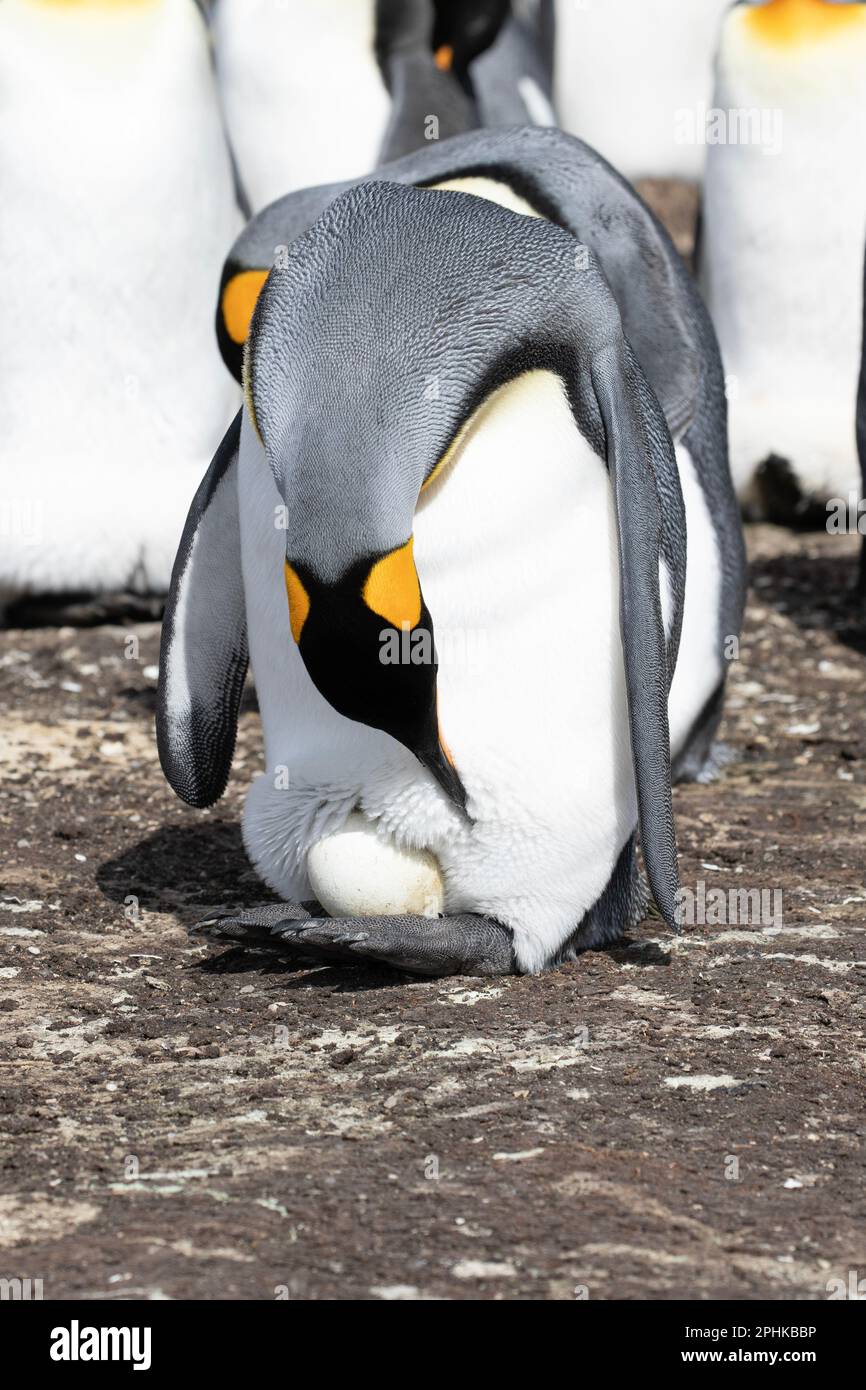 King Penquin, Aptenodytes Patagonicus, carrying its egg in its feet, at ...