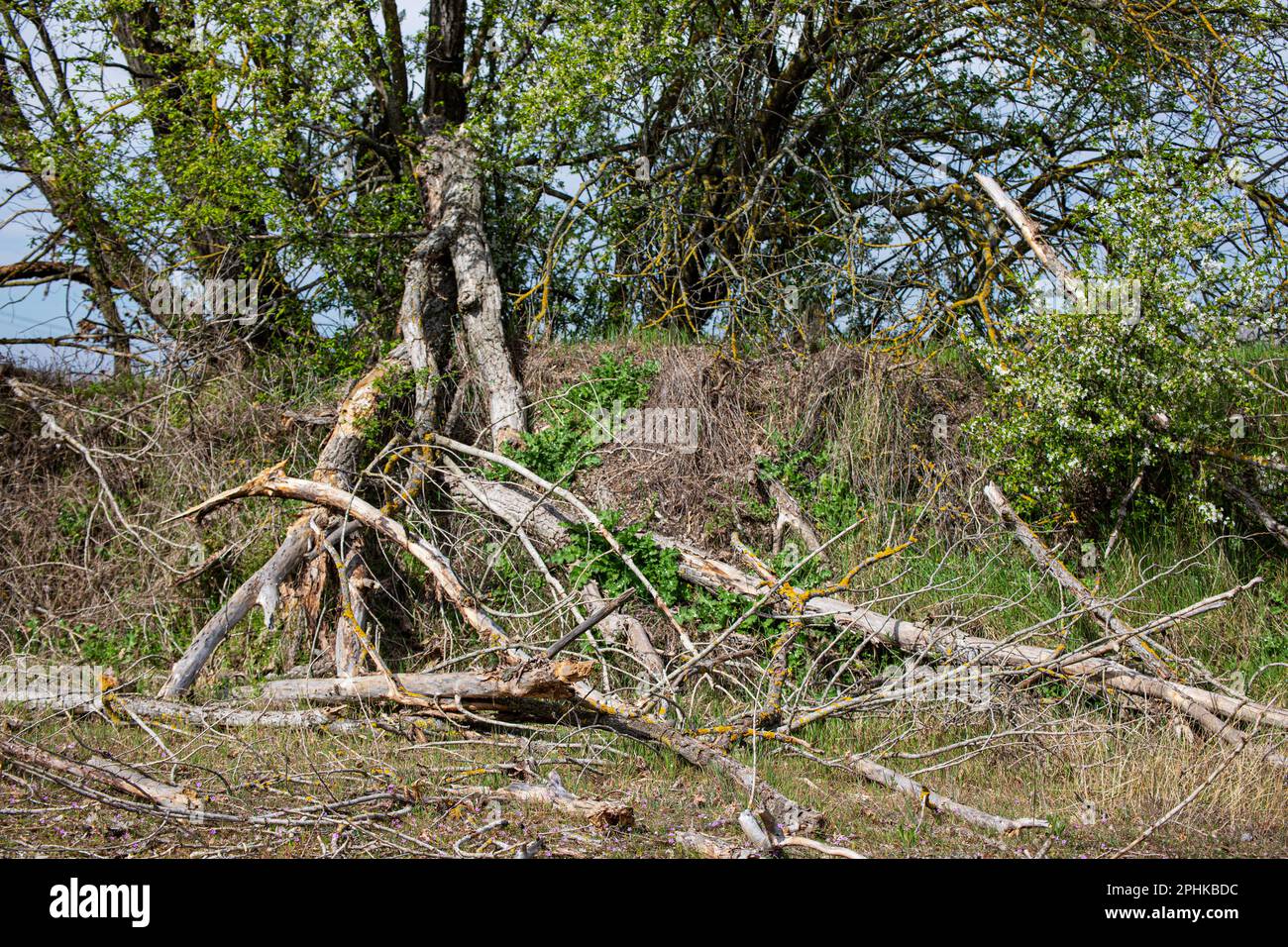 Emergencies and disasters destruction nature tree hi-res stock ...