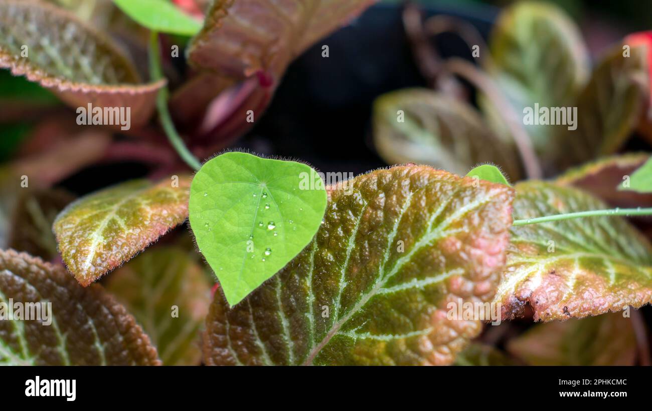 Cyclea barbata Myers or cincau leaf hair, in shallow focus with blurred ...