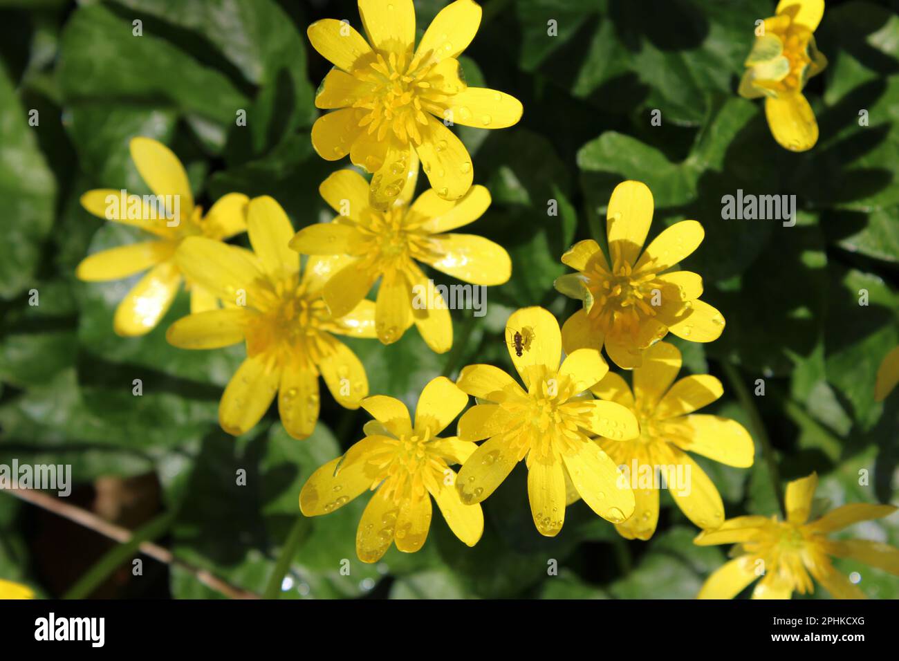 Lesser celandine flowers in a forest Stock Photo - Alamy