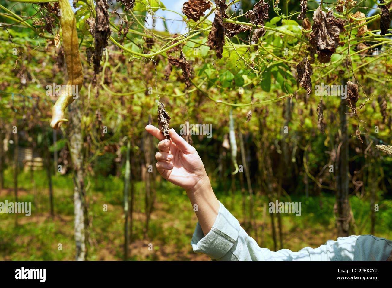 Female agronomist hand holding dried up plant close-up shot. Woman ...