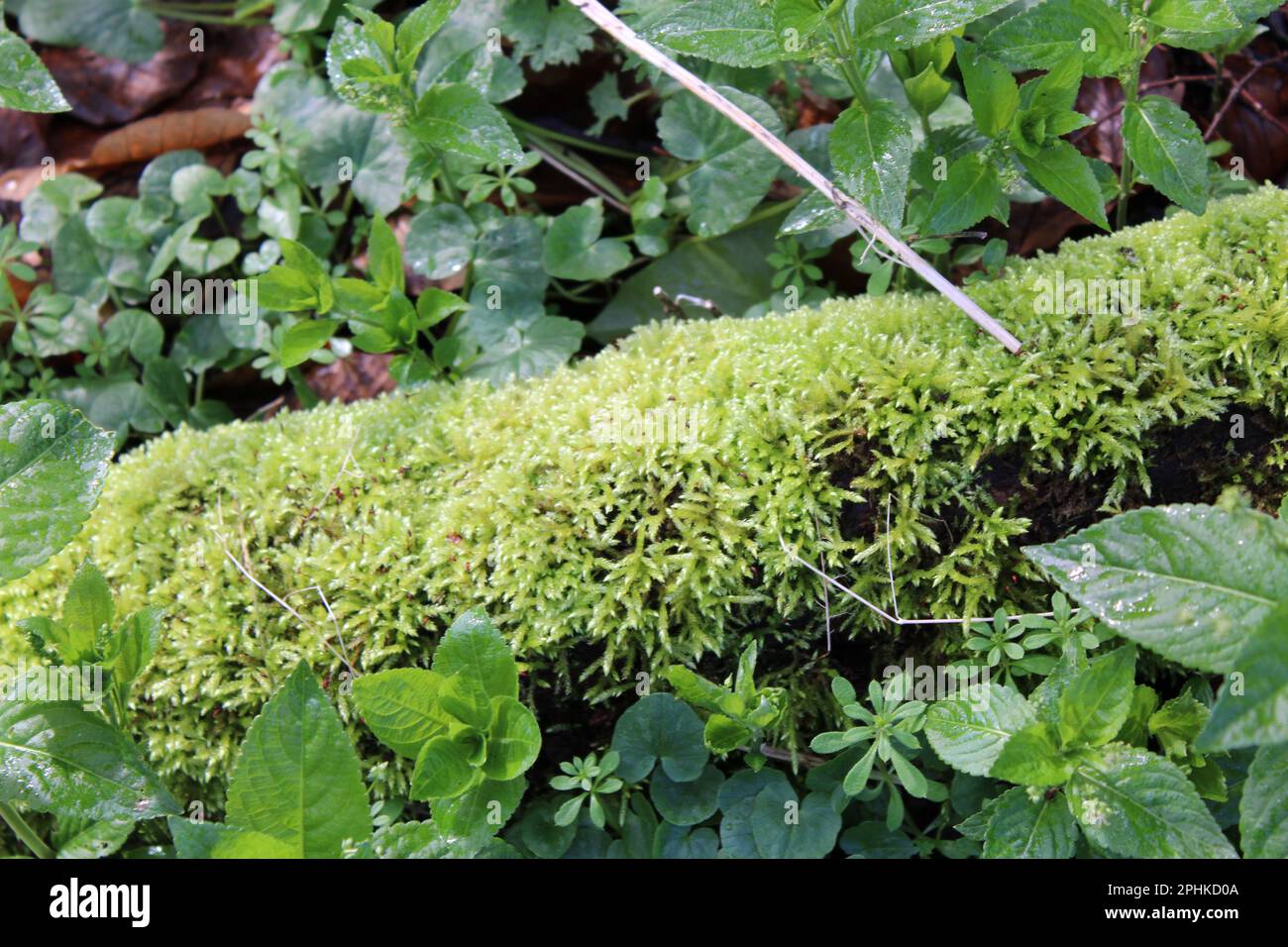 Green moss on a log hi-res stock photography and images - Alamy