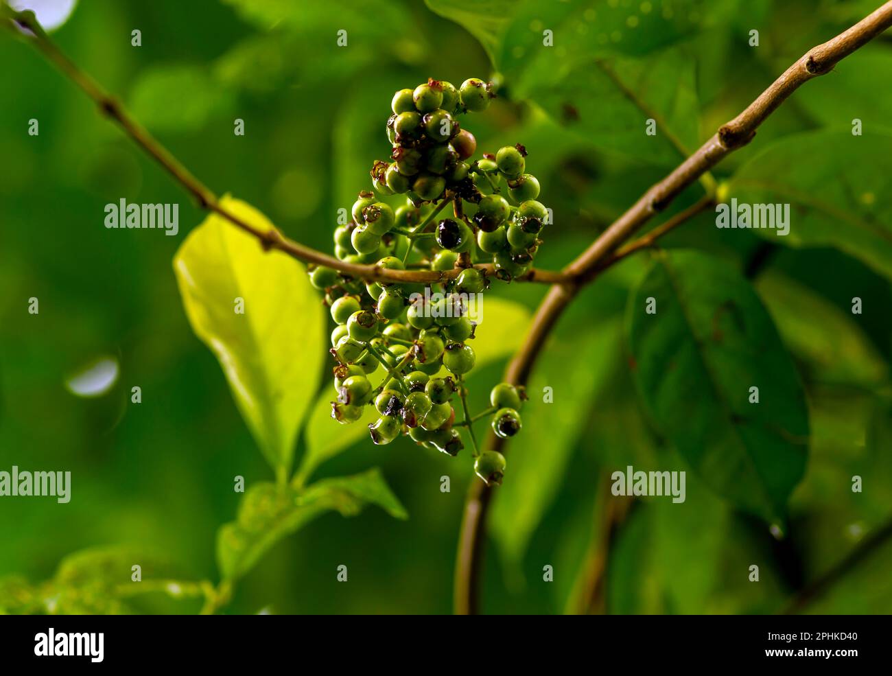 Indonesian bay leaf or daun salam, Syzygium polyanthum seeds, in ...