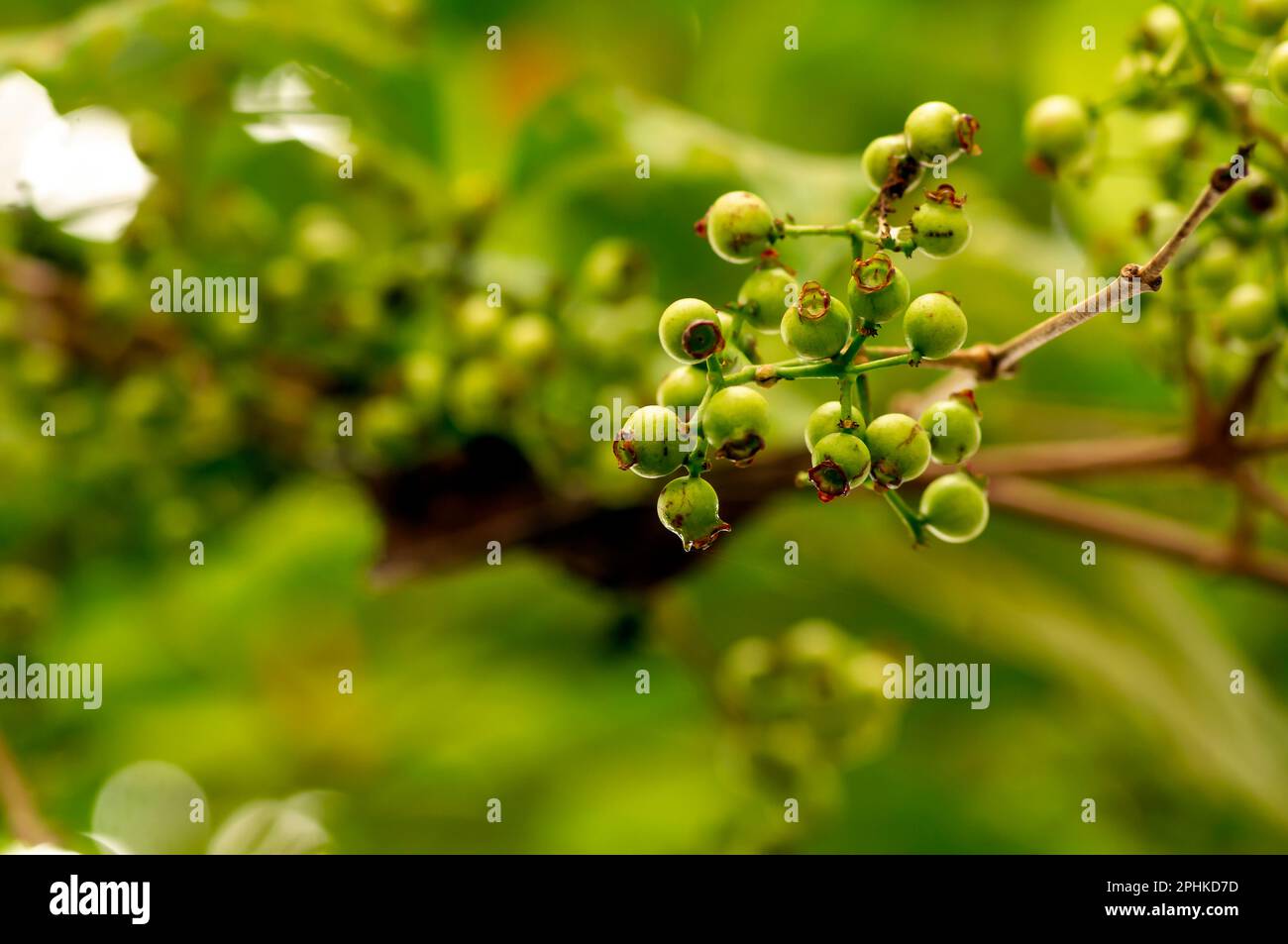 Indonesian bay leaf or daun salam, Syzygium polyanthum seeds, in ...