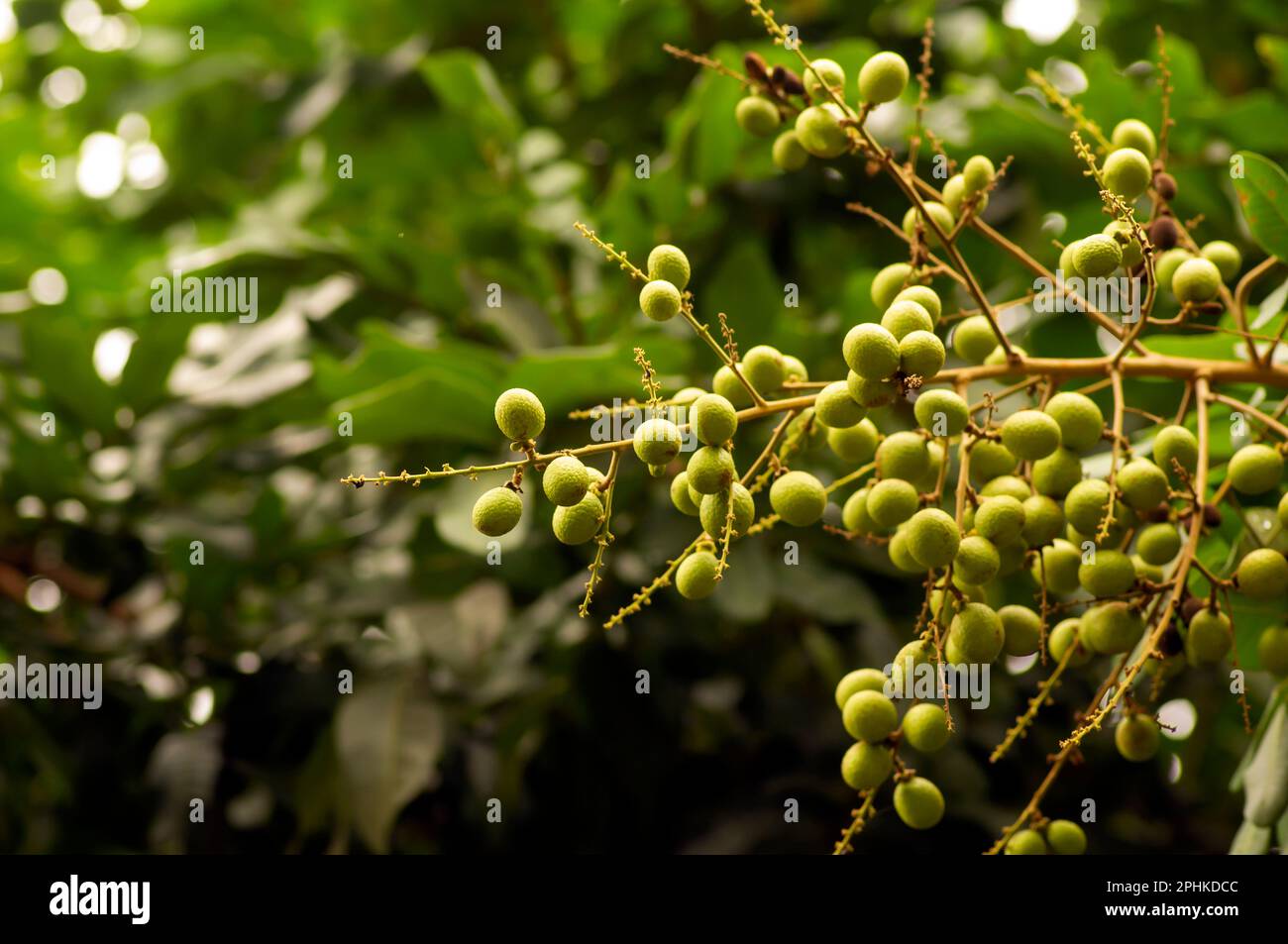 Longan raw fruits (Dimocarpus longan) on the tree, in shallow focus ...