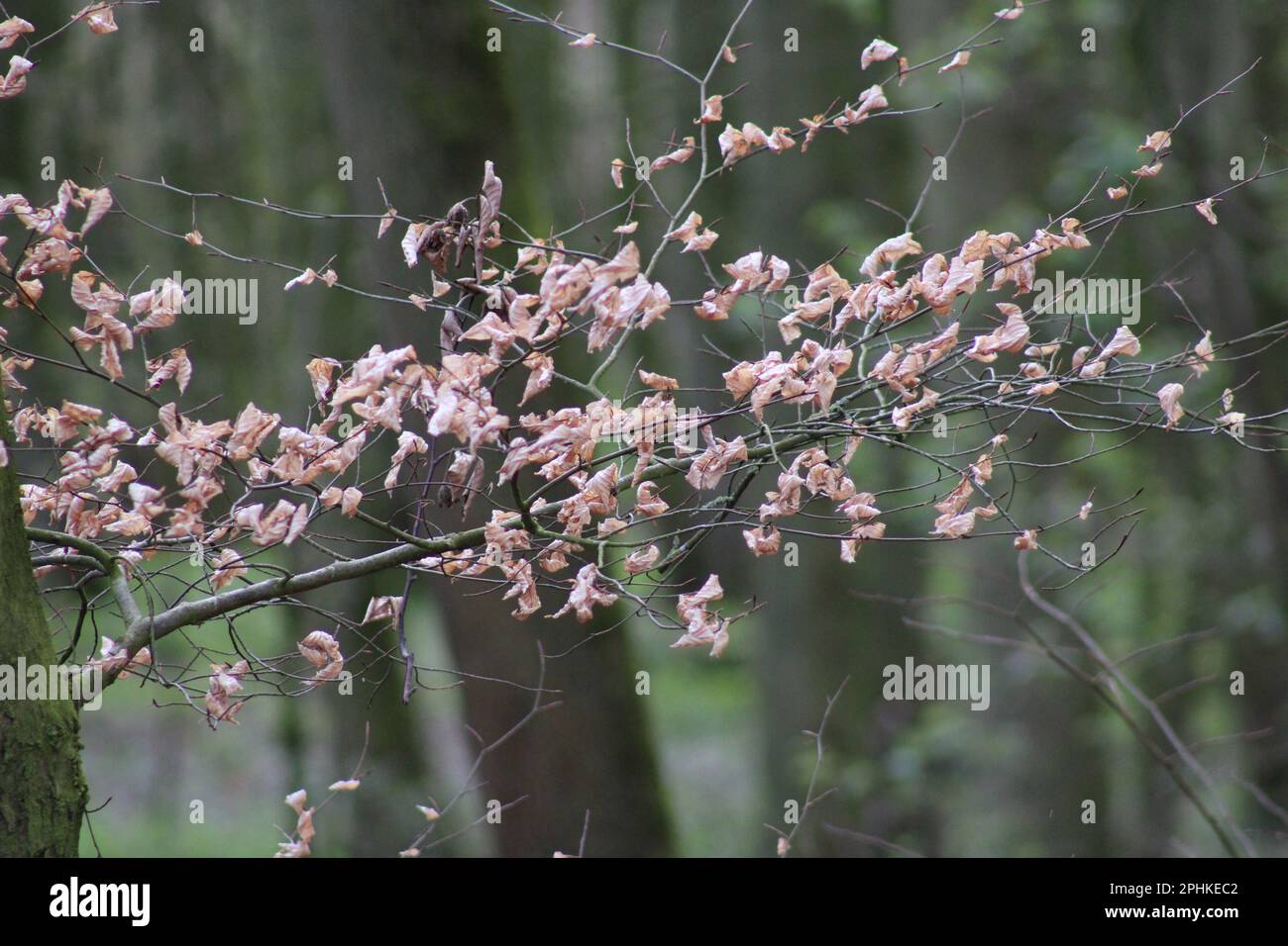 Dead branches and leaves hi-res stock photography and images - Alamy
