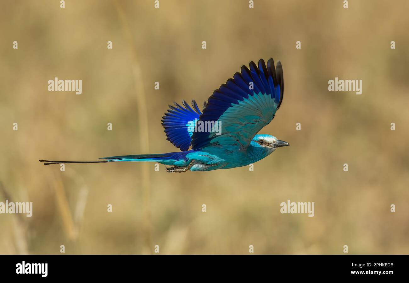 A soaring European Roller bird captured in mid-flight across a golden ...