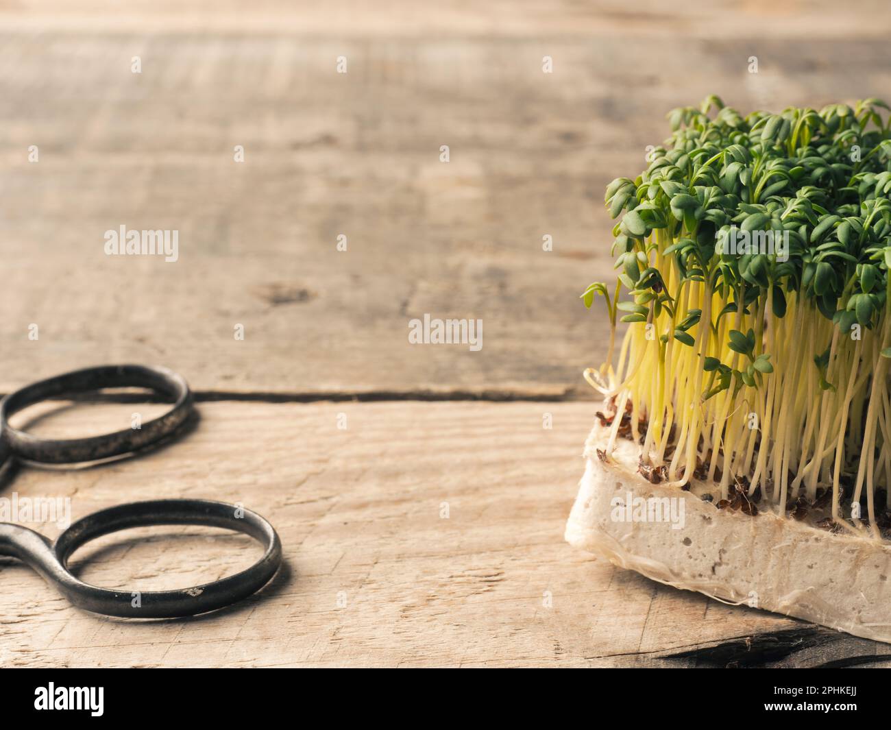 Fresh organic cress with kitchen scissors on a rustic kitchen table ...