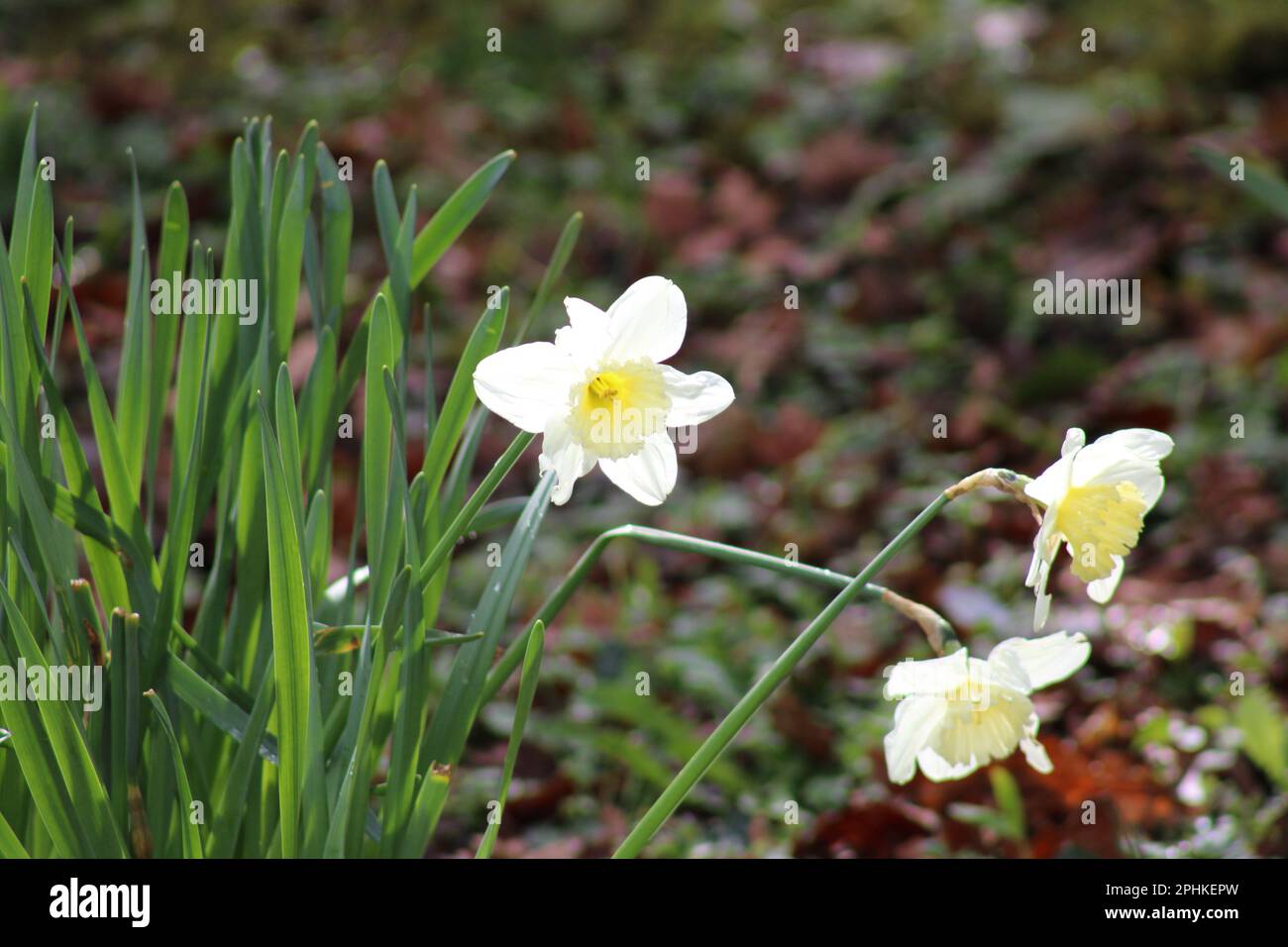New forest flower hi-res stock photography and images - Alamy