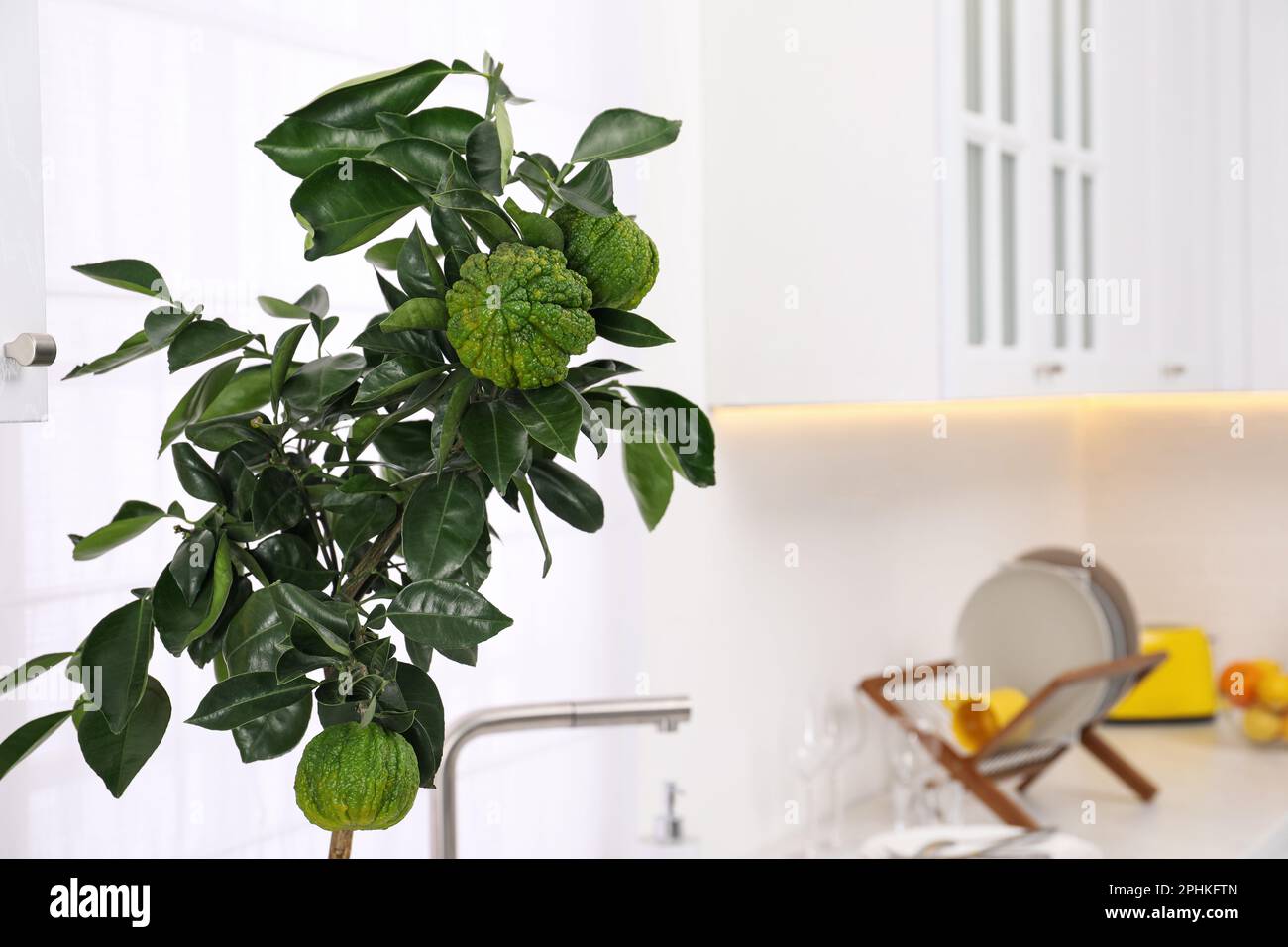 Bergamot tree with ripe fruits in kitchen. Space for text Stock Photo ...