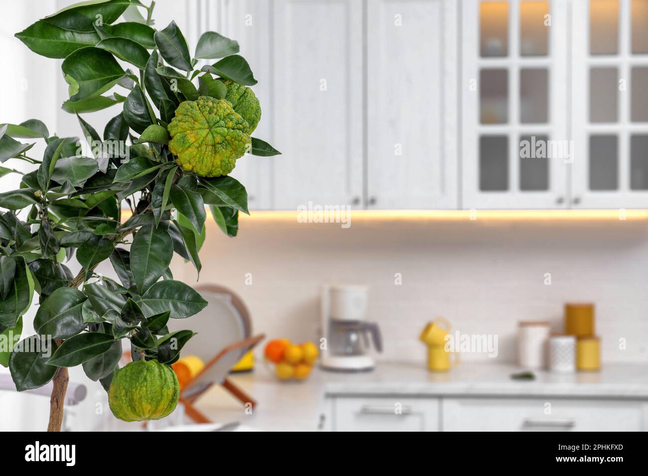 Bergamot tree with ripe fruits in kitchen. Space for text Stock Photo ...