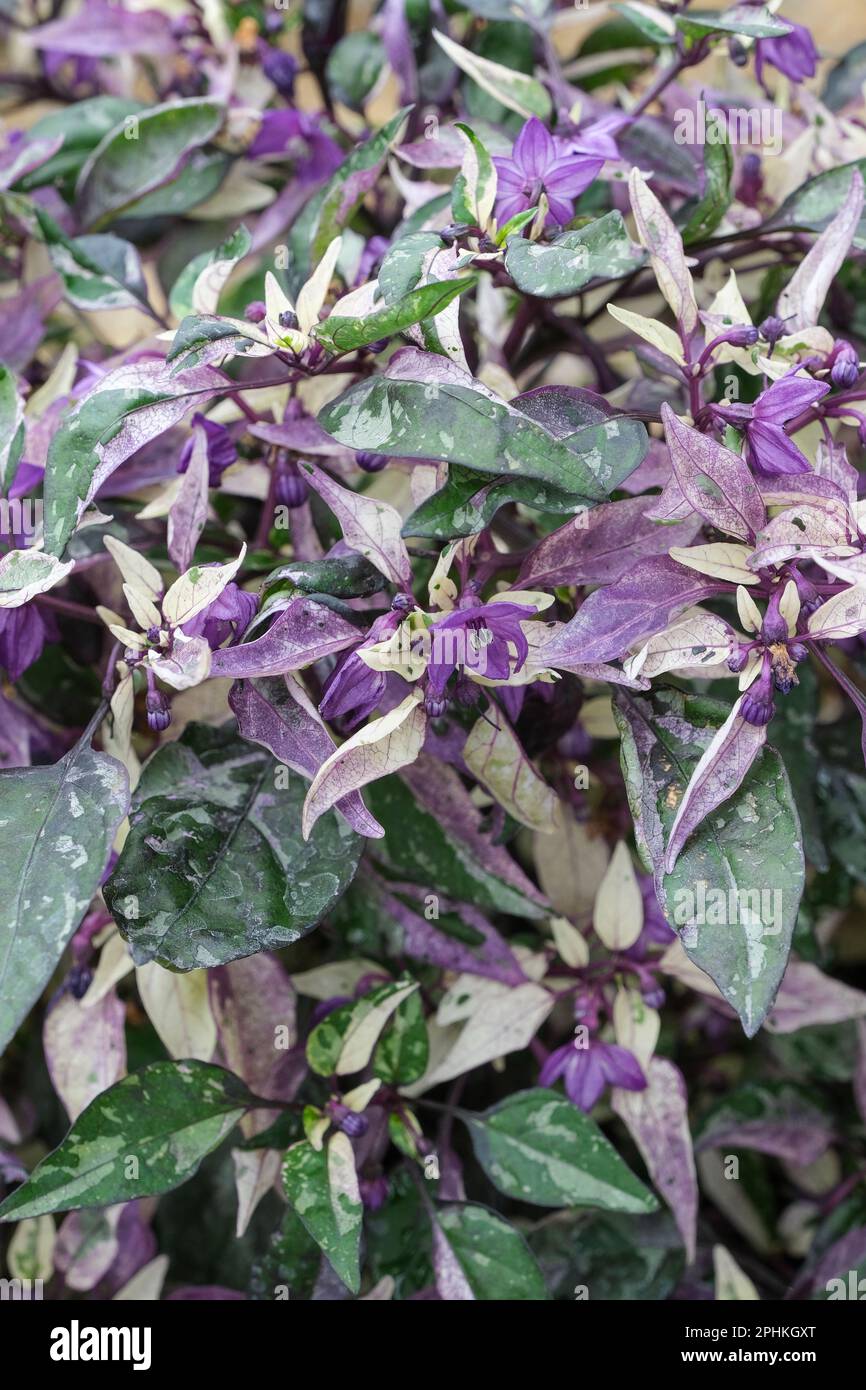 Ornamental pepper Calico, Capsicum annuum Calico, variegated green ...