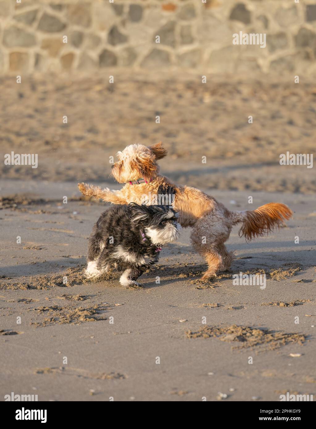 Two dogs playing on a sandy beach. Auckland. Vertical format Stock ...
