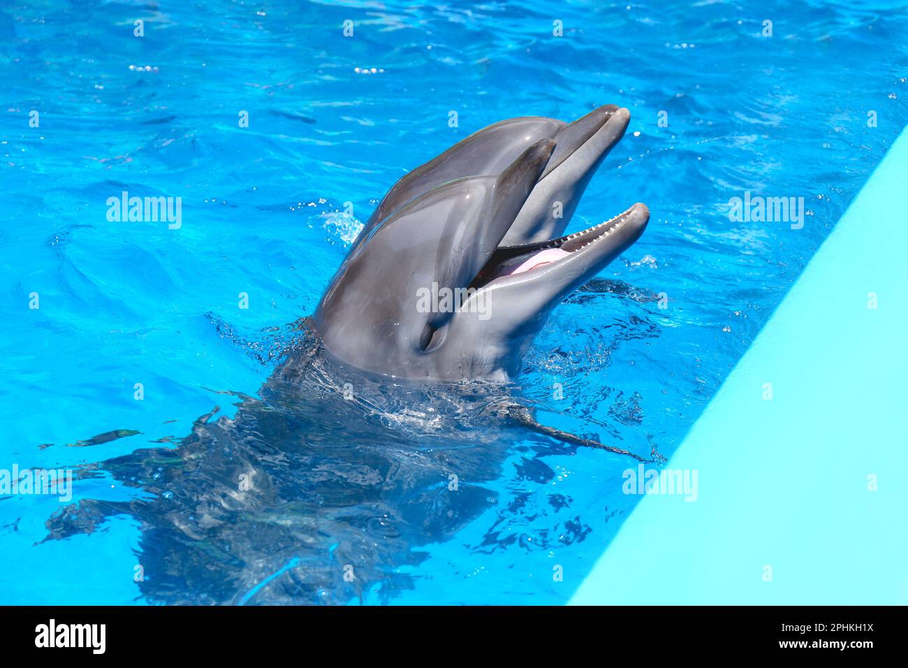 Dolphin swimming in pool at marine mammal park Stock Photo - Alamy