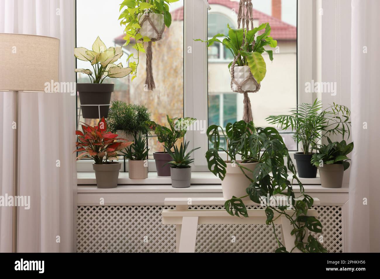 Different beautiful houseplants near window indoors. Interior design ...