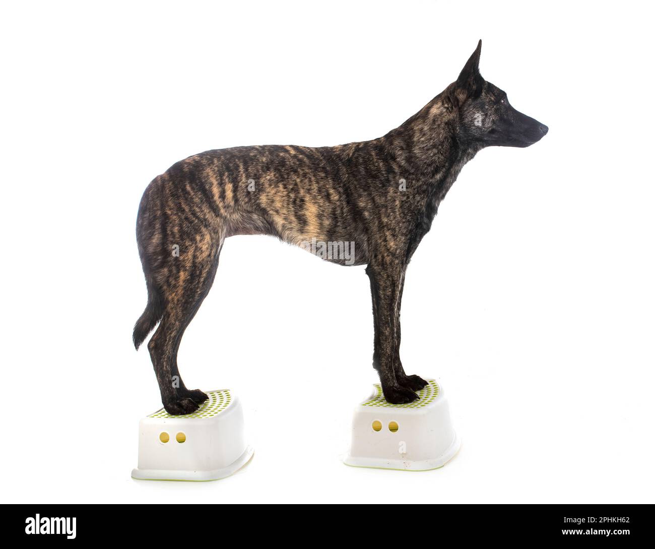 Dutch Shepherd in front of white background Stock Photo - Alamy