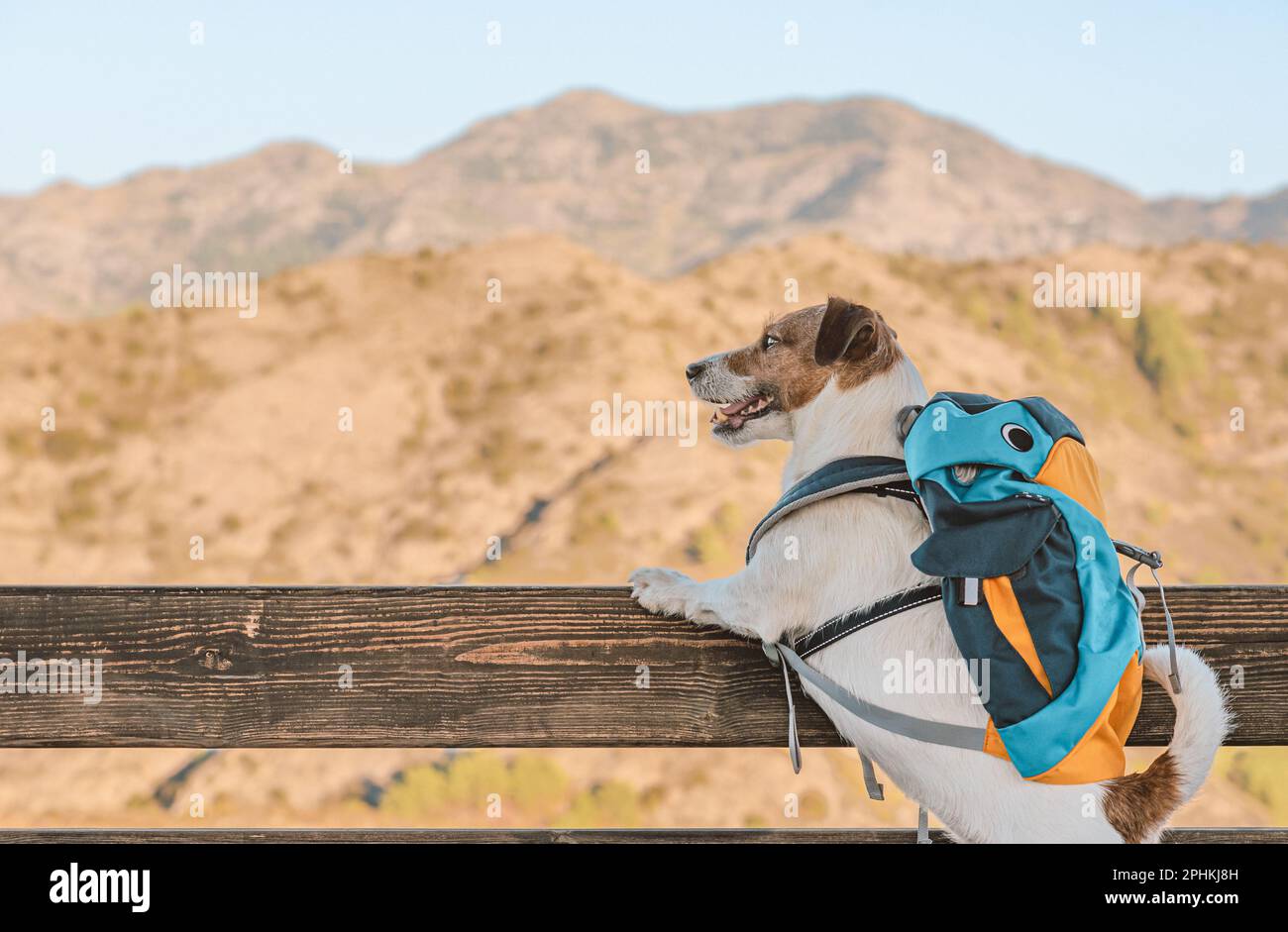 Dog as funny tourist with backpack looking at beautiful mountain ...