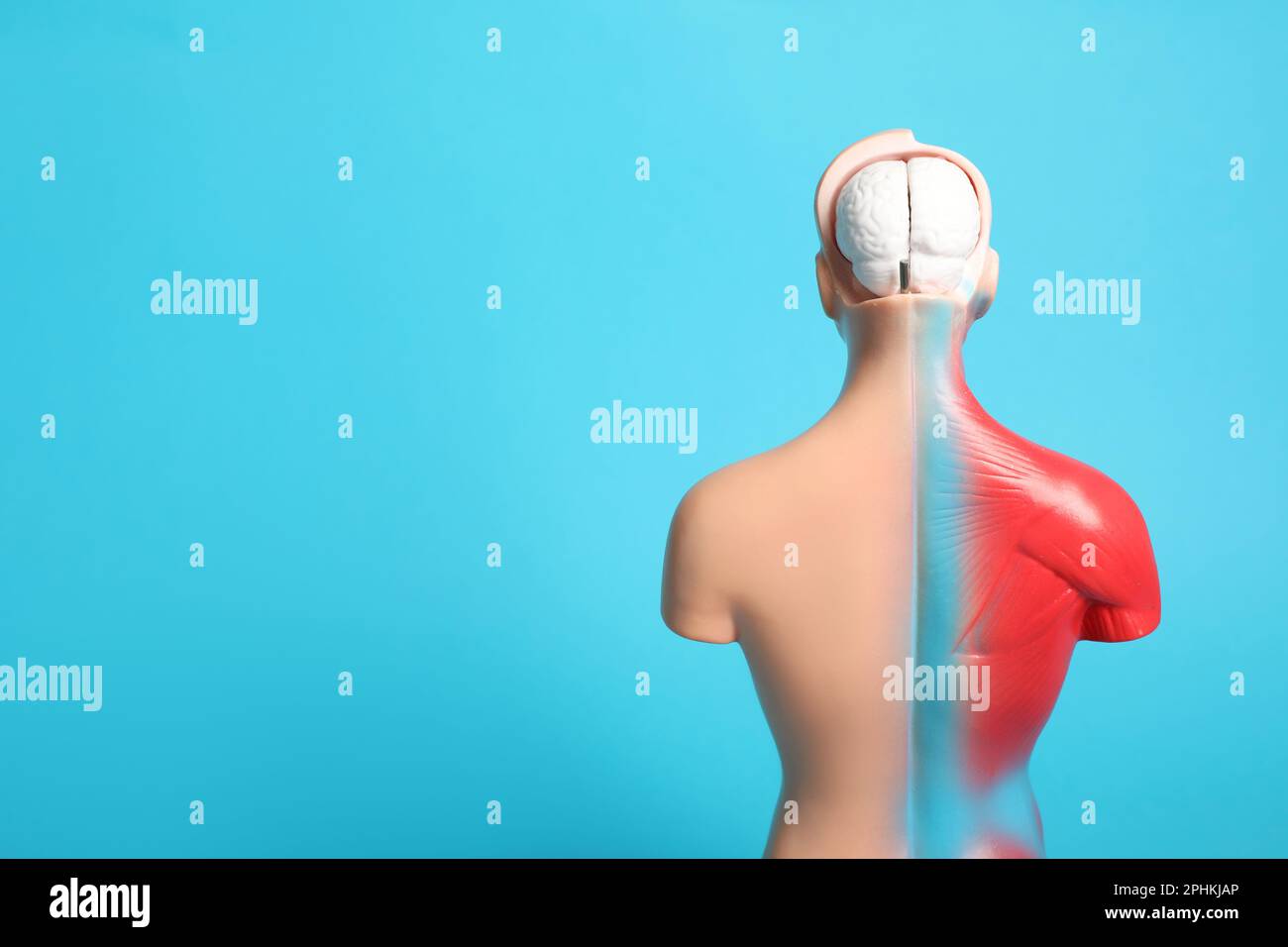 Human anatomy mannequin showing brain and muscles on light blue ...