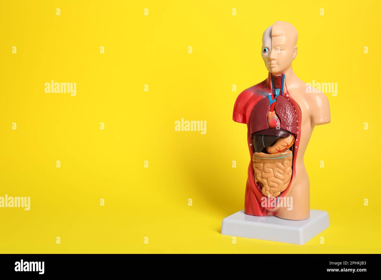 Human anatomy mannequin showing internal organs on yellow background ...