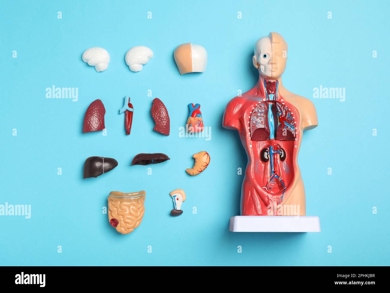 Flat lay composition with human anatomy mannequin and internal organs ...