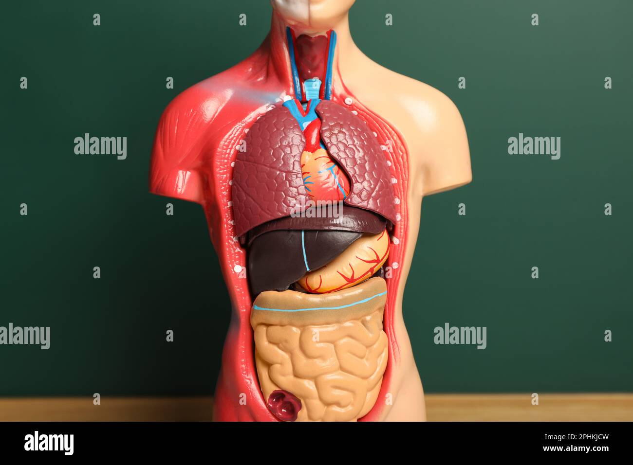 Human anatomy mannequin showing internal organs near chalkboard Stock ... Human anatomy mannequin showing internal organs near chalkboard Stock ...